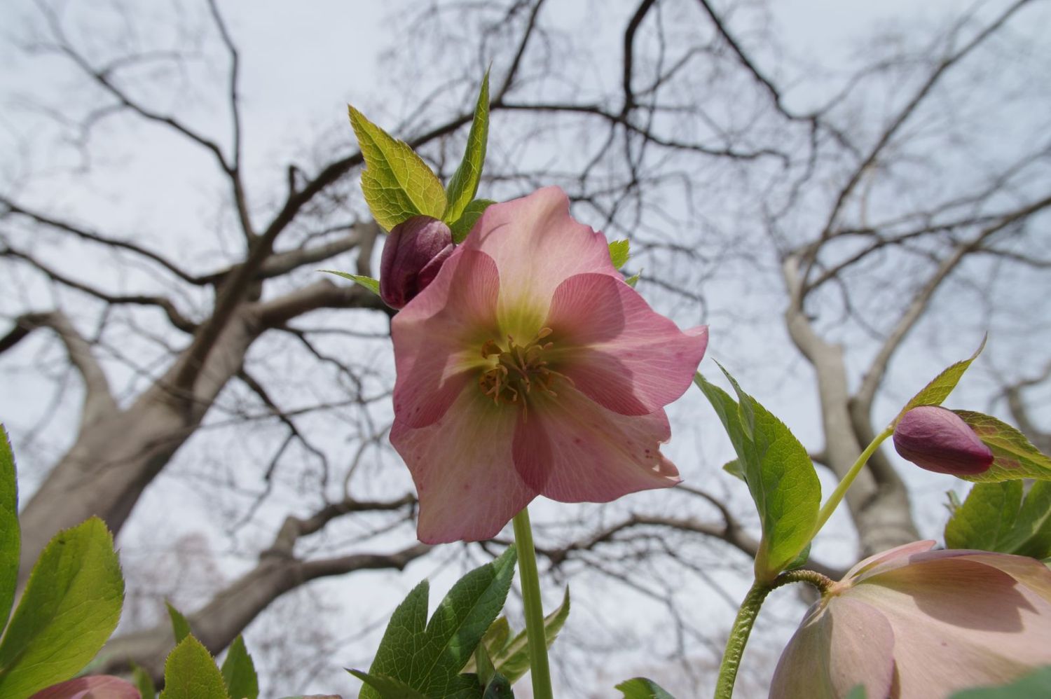 Christmas rose: the ornamental plant's profile - Plantura