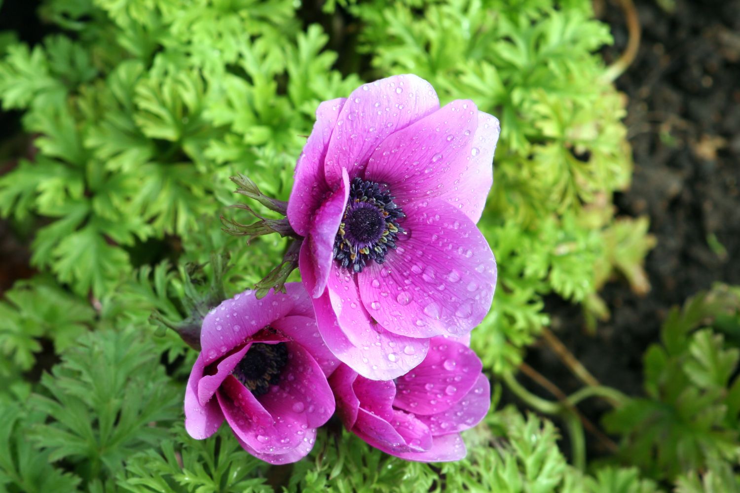 Anemone coronaria: planting, care & more - Plantura