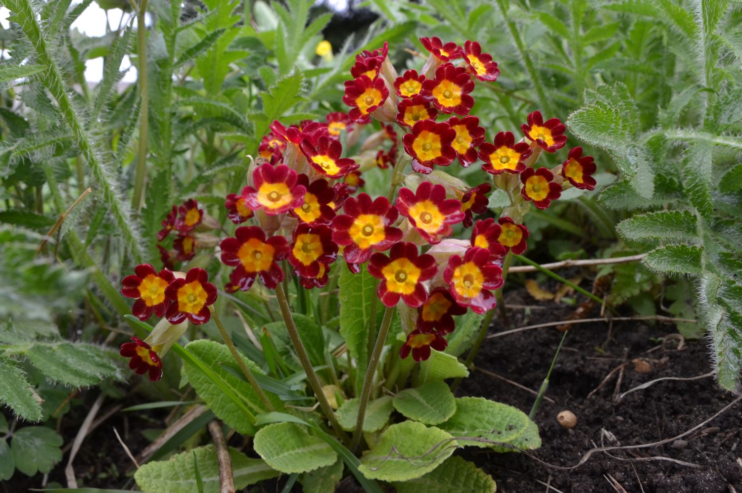 Cowslip: the early bloomer from A to Z - Plantura