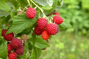 Raspberry varieties: autumn and summer types - Plantura
