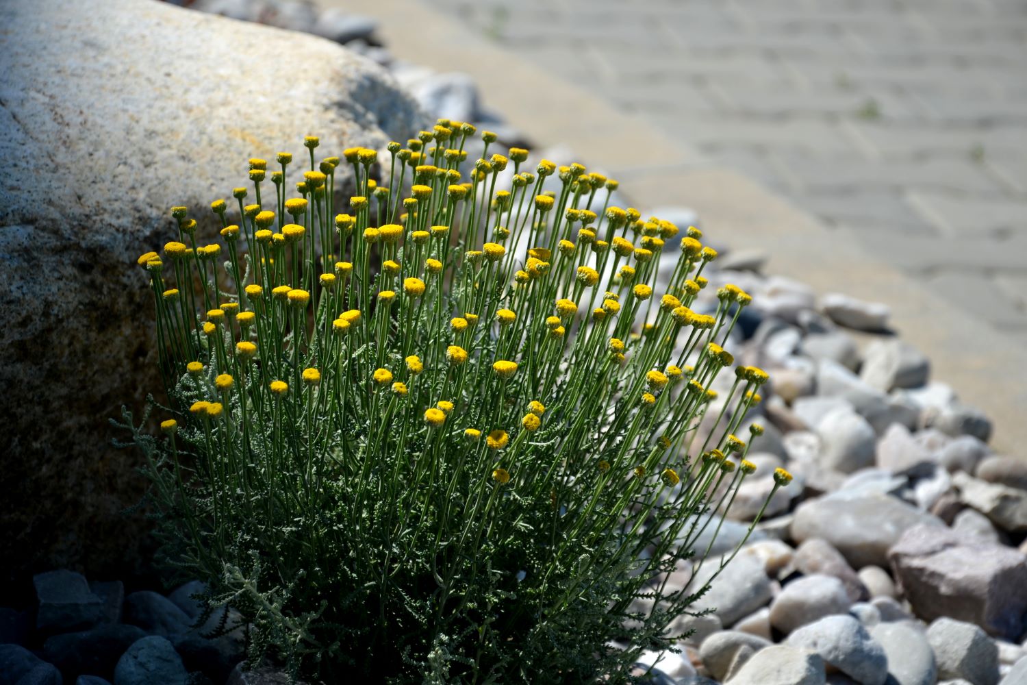 Santolina: varieties, planting & propagation - Plantura