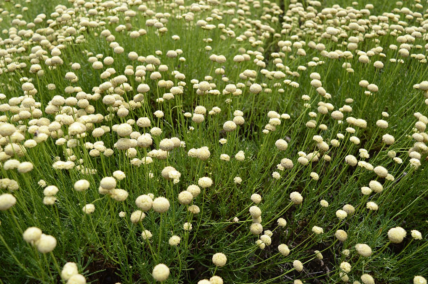 Santolina: varieties, planting & propagation - Plantura