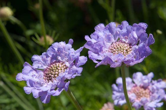 Scabiosa: sowing, winter hardiness & toxicity - Plantura