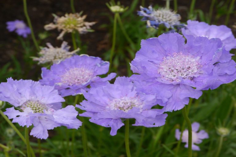 Scabiosa: sowing, winter hardiness & toxicity - Plantura