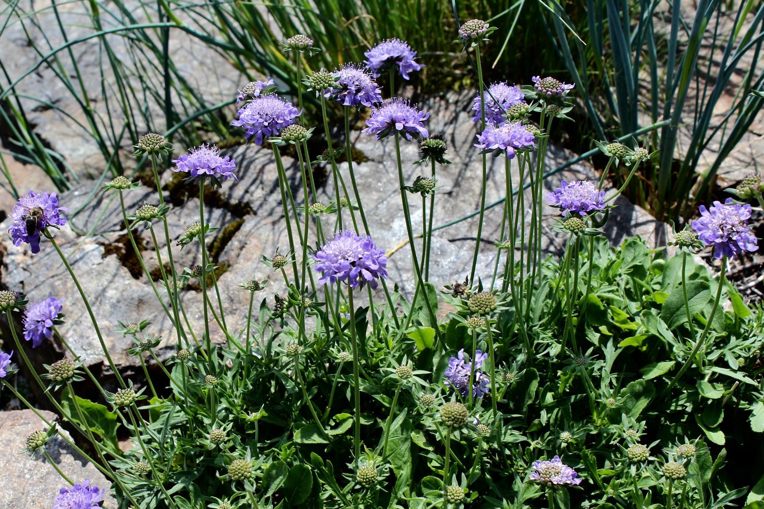 Scabiosa: sowing, winter hardiness & toxicity - Plantura
