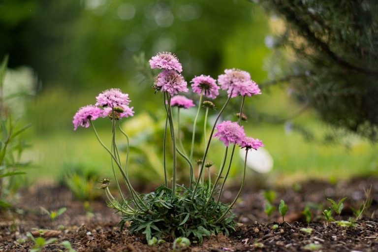 Scabiosa: sowing, winter hardiness & toxicity - Plantura