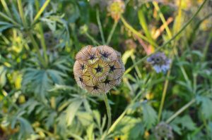 Scabiosa: sowing, winter hardiness & toxicity - Plantura
