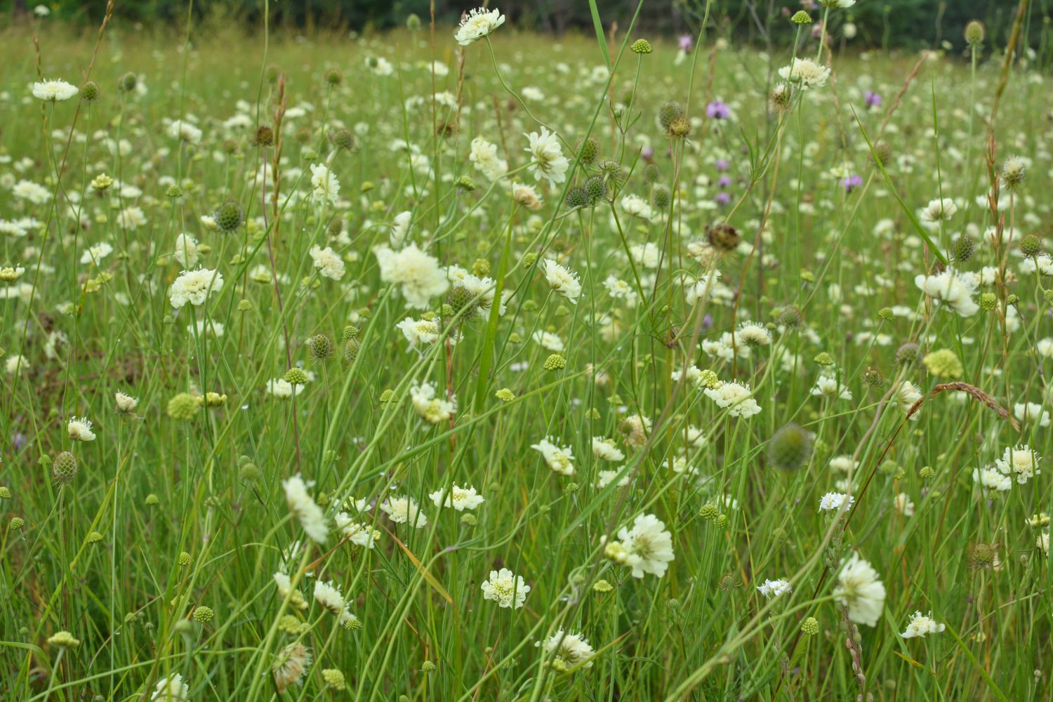 Scabiosa: sowing, winter hardiness & toxicity - Plantura