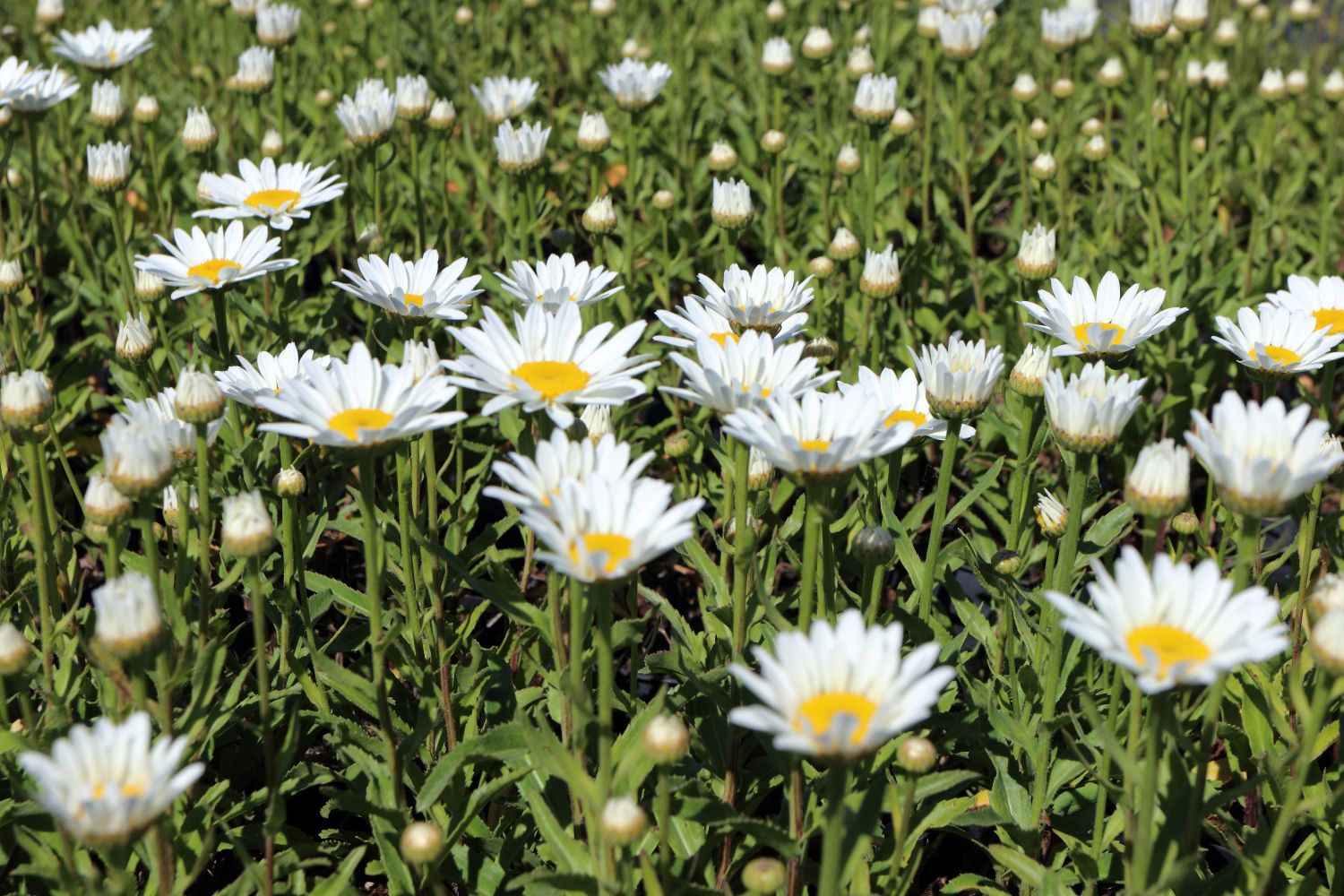 Leucanthemum: most beautiful species at a glance - Plantura