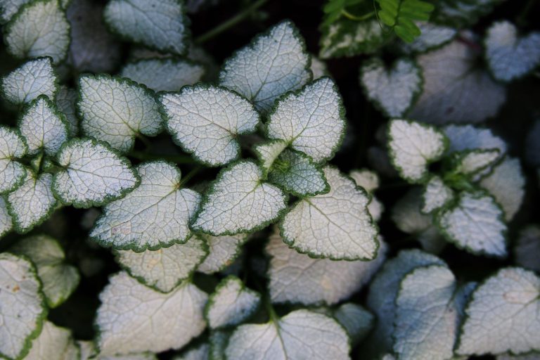 Dead-nettle: the herbaceous plant in detail - Plantura