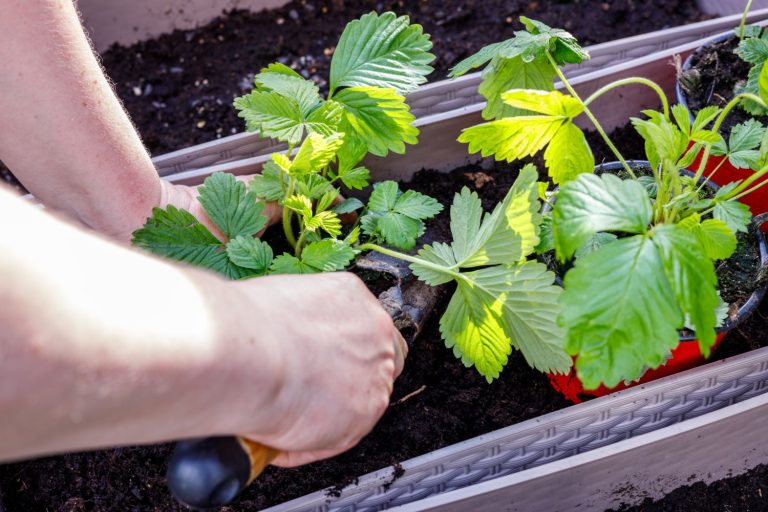 Growing strawberries in hanging baskets - Plantura