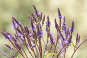 Types of verbena: beautiful vervain varieties - Plantura