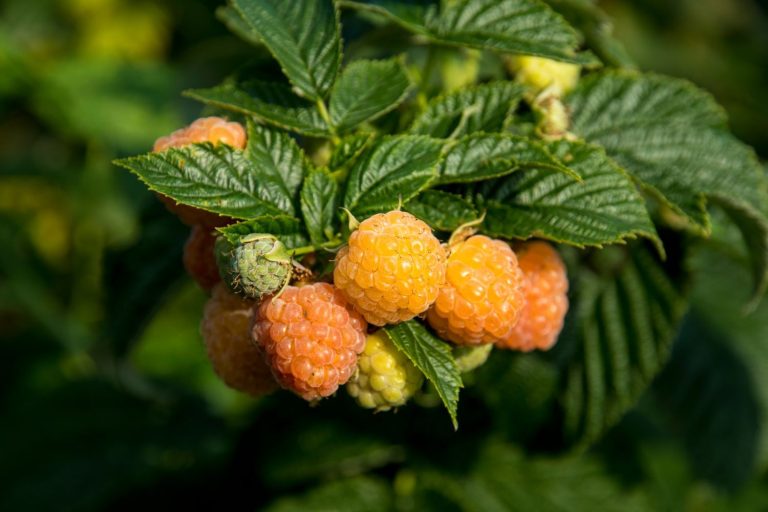 Raspberry varieties: autumn and summer types - Plantura