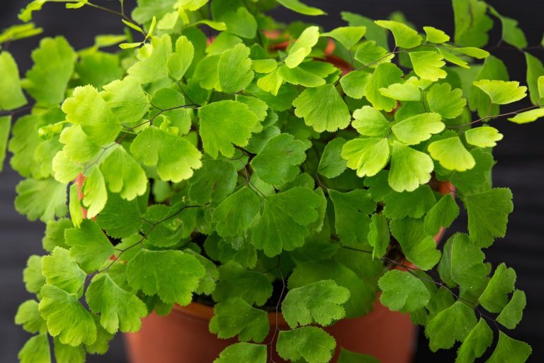 Maidenhair fern: care, location & toxicity - Plantura