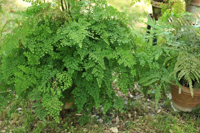 Maidenhair fern: care, location & toxicity - Plantura