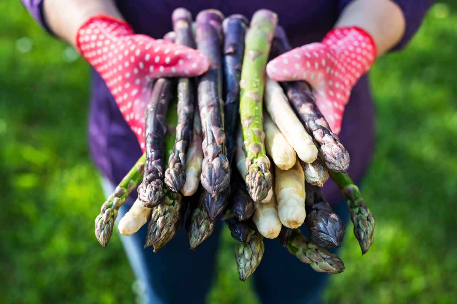 The best types of asparagus to grow at home - Plantura