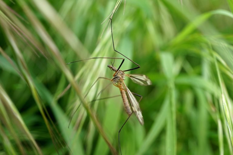 Crane flies: life cycle, larvae and prevention - Plantura