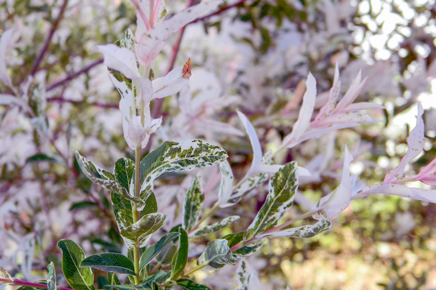 Flamingo tree: planting, care & propagation - Plantura