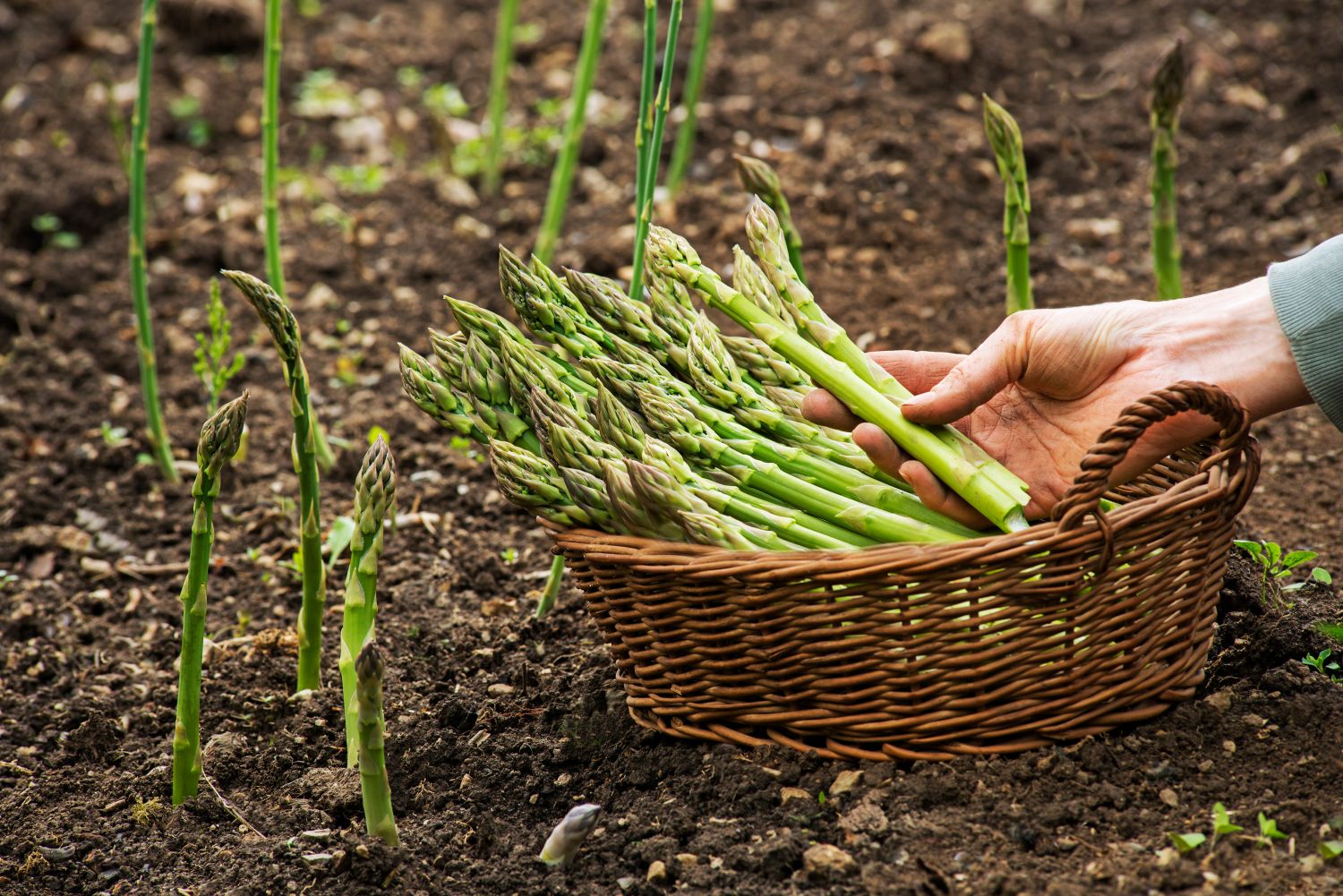 The best types of asparagus to grow at home - Plantura