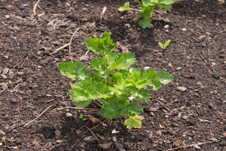 Celeriac: growing, harvesting and uses - Plantura