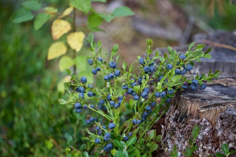 Bilberry: planting, harvesting & using - Plantura