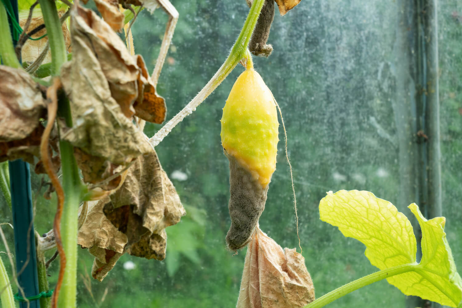 Common cucumber diseases: prevention & treatment – Plantura