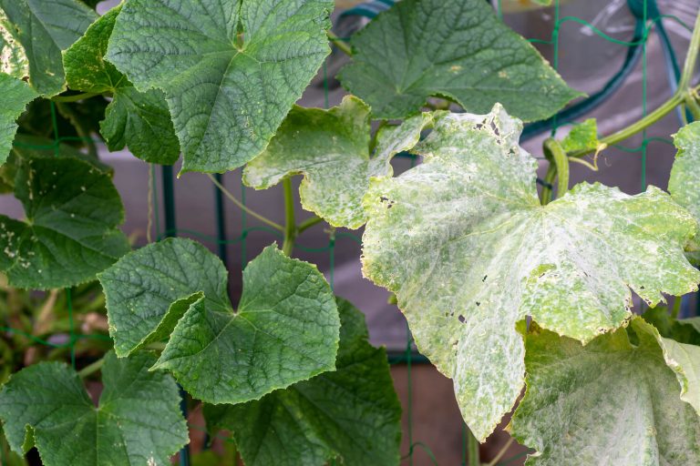 Common cucumber diseases: prevention & treatment – Plantura