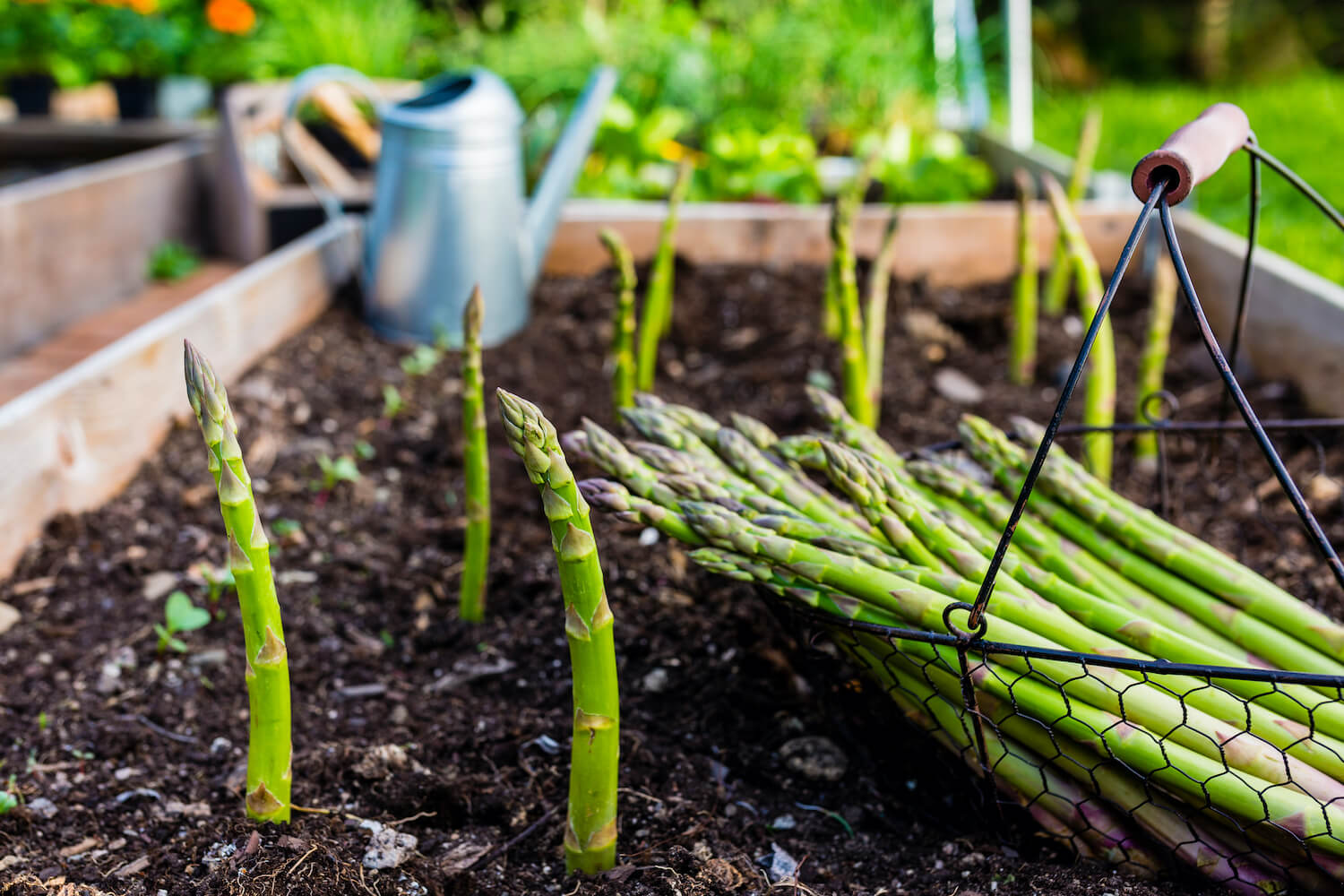 Growing asparagus: when, where & how - Plantura