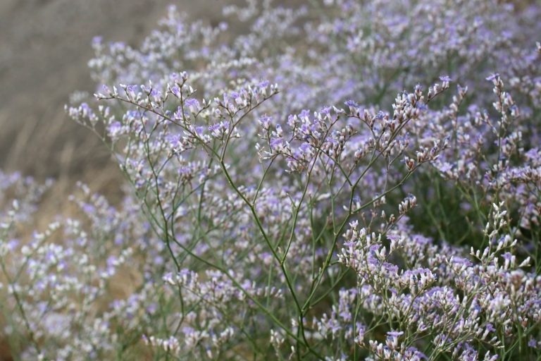 Sea lavender: care, cultivation & varieties - Plantura