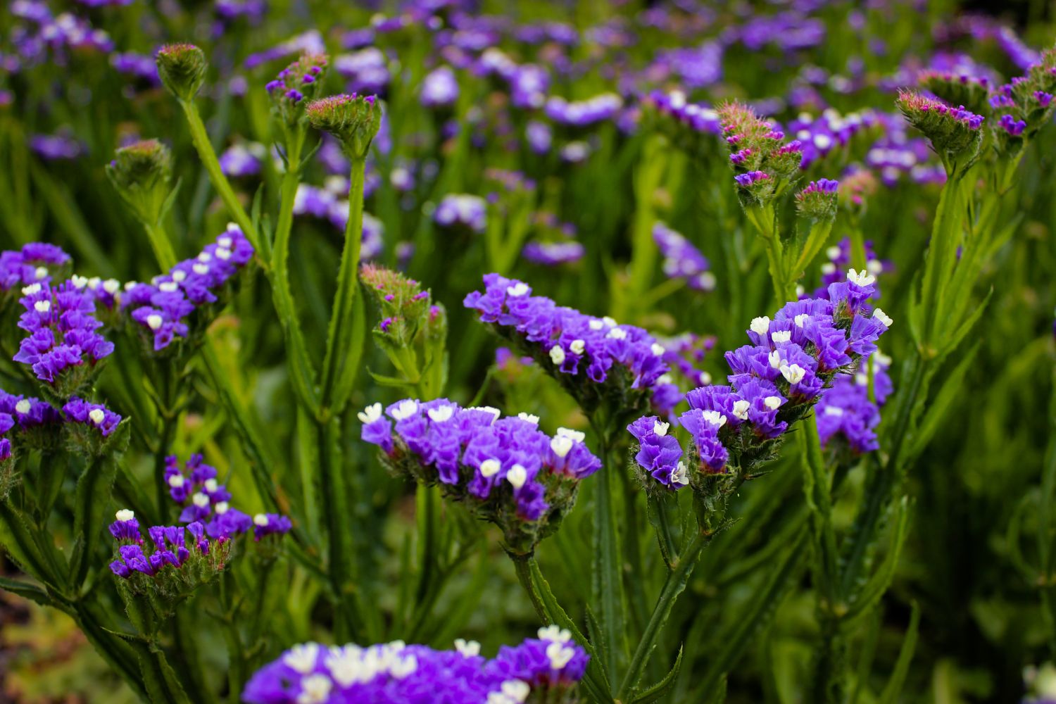 Sea lavender: care, cultivation & varieties - Plantura