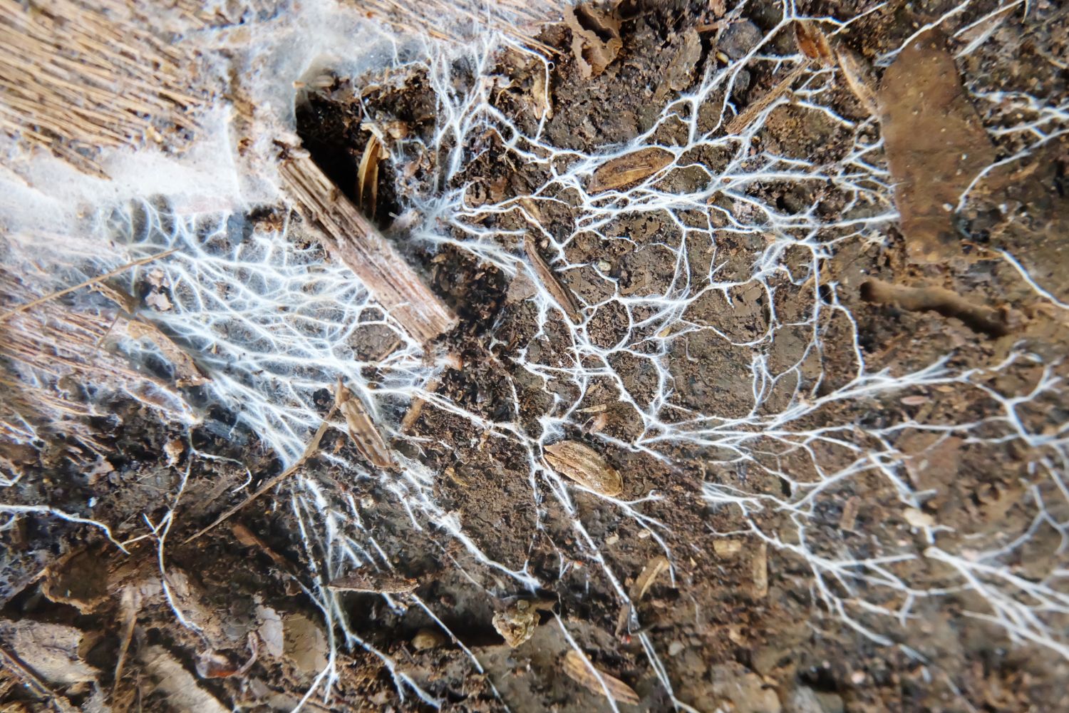 Mushrooms in the lawn: causes & countermeasures - Plantura