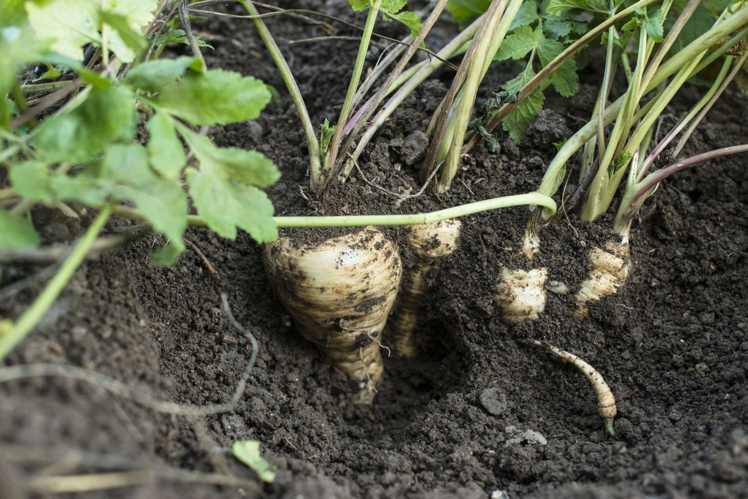 Growing parsnips: when, where & companion plants - Plantura