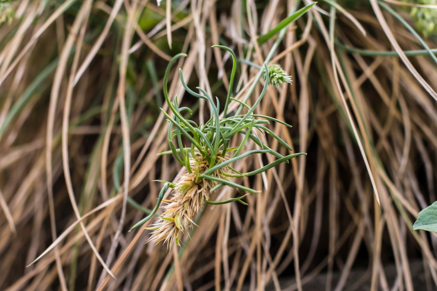 Vivipary in plants: definition & examples - Plantura