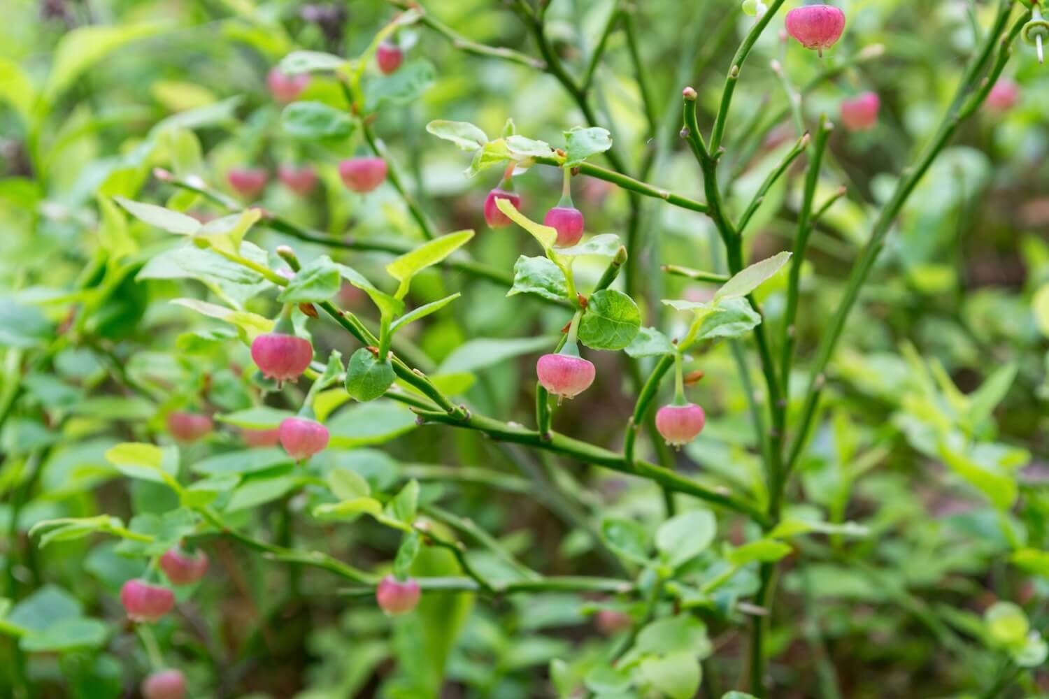 Bilberry: planting, harvesting & using - Plantura