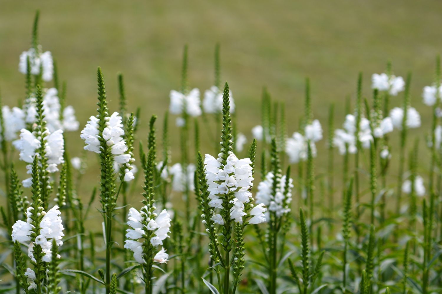 Obedient plant: care, growth habit & varieties - Plantura