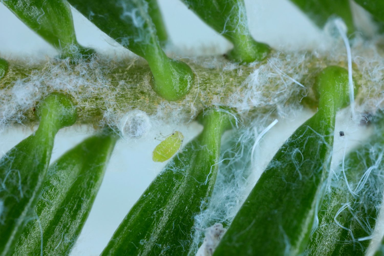 Korean fir: varieties, plants & common diseases - Plantura