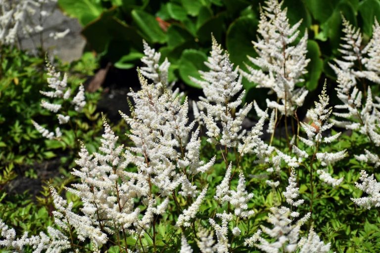 Astilbe varieties & species for your garden - Plantura