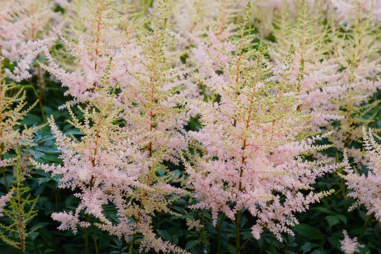 Astilbe varieties & species for your garden - Plantura