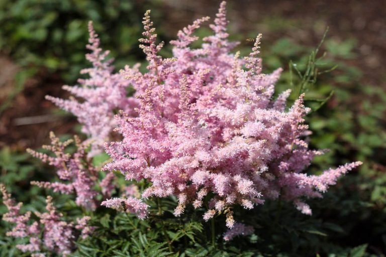 Astilbe varieties & species for your garden - Plantura