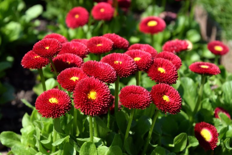 Bellis perennis: profile, care & beautiful varieties - Plantura