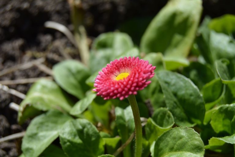 Bellis perennis: profile, care & beautiful varieties - Plantura