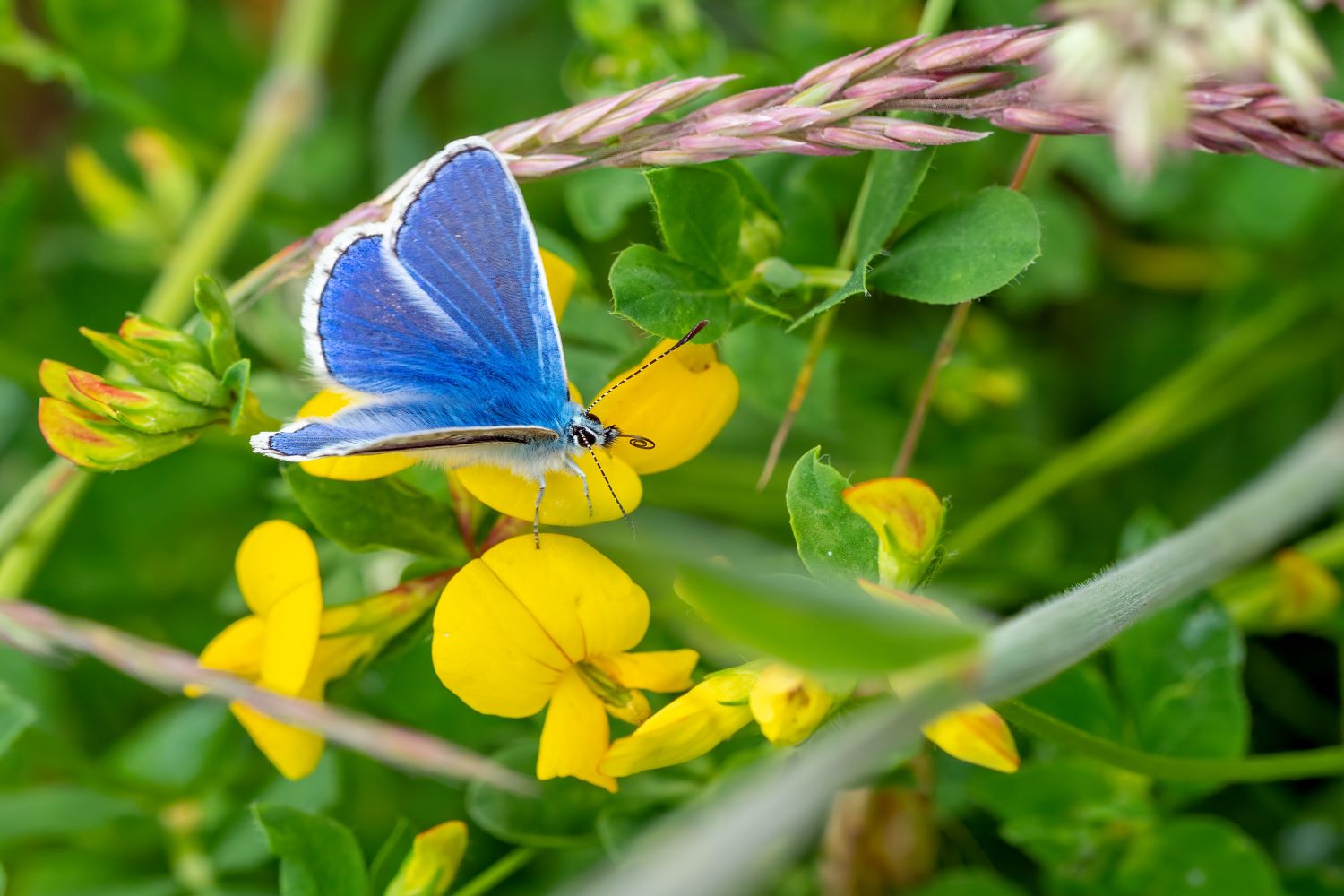 Bird's foot trefoil: all about the wildflower - Plantura