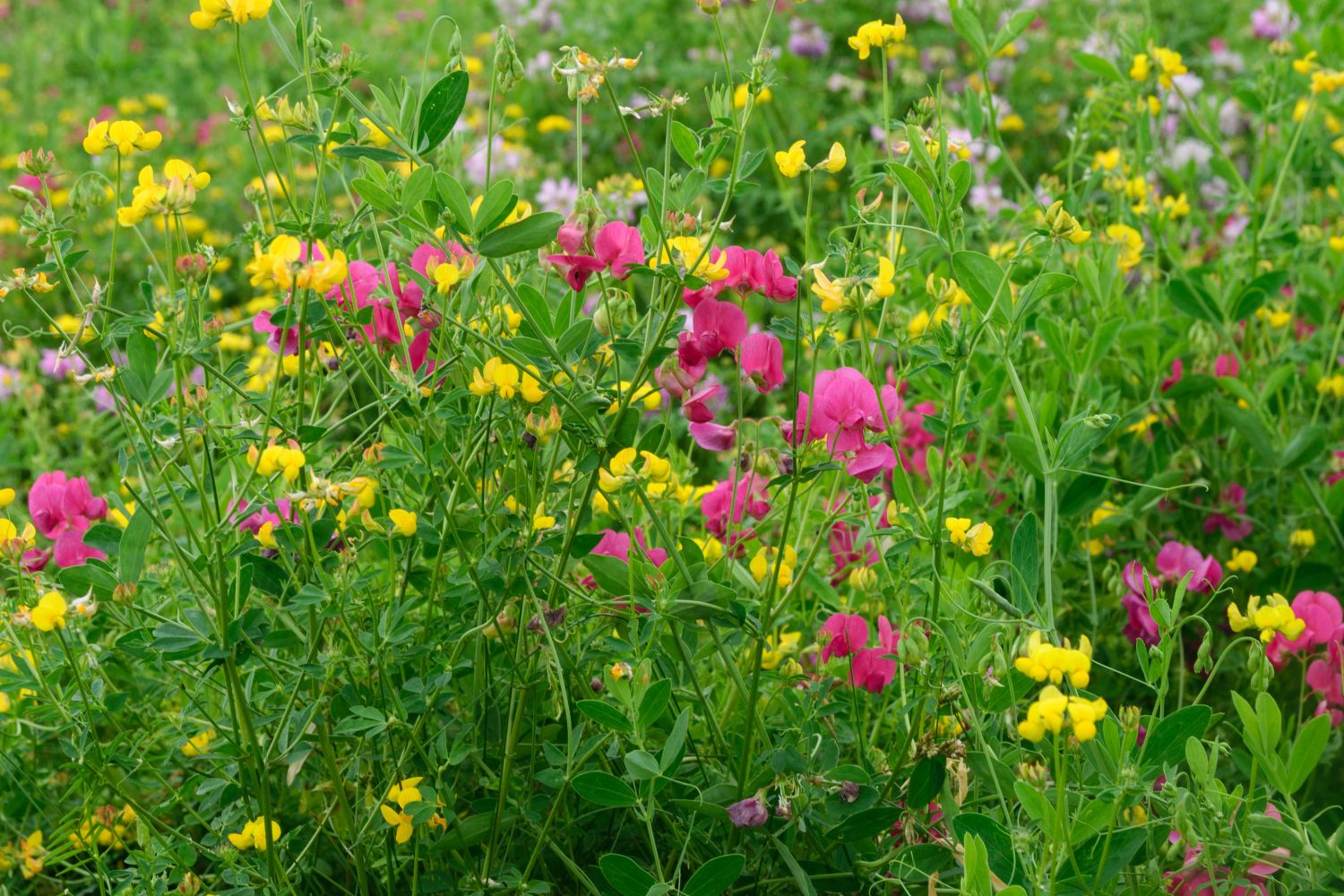 Bird's foot trefoil: all about the wildflower - Plantura