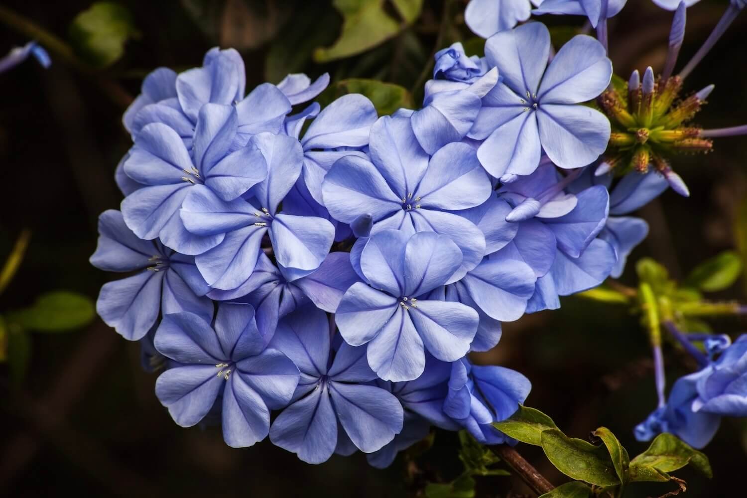 Plumbago auriculata: location, care & overwintering - Plantura