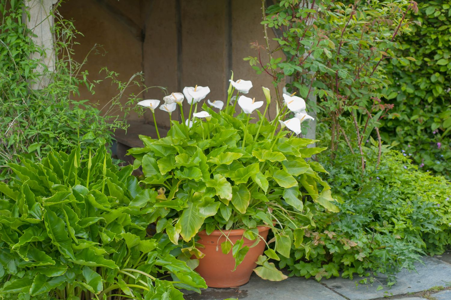 Caring for calla lilies: watering, fertilising & pruning - Plantura