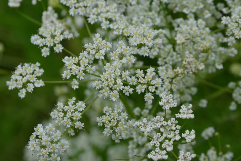 Caraway: origin, varieties & benefits – Plantura
