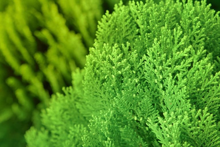 Lawsons cypress: profile, care & varieties - Plantura