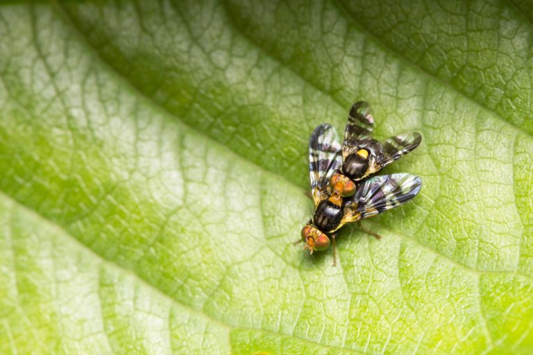 Cherry fruit fly: identification & treatment - Plantura