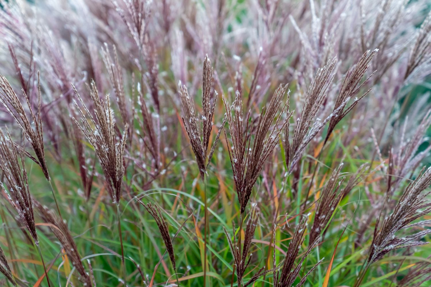 Chinese silver grass: varieties, care & hardiness - Plantura