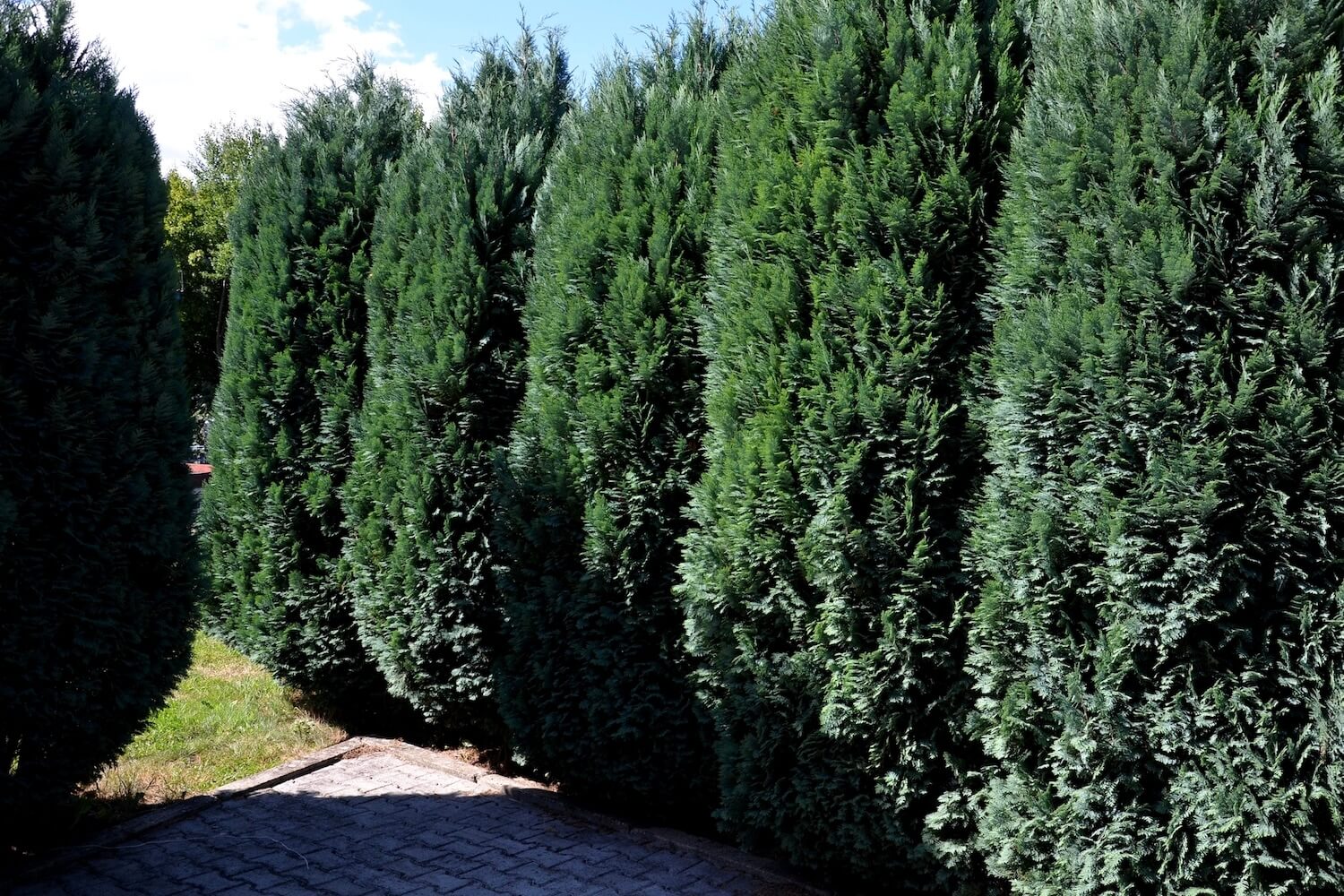 Lawsons cypress: profile, care & varieties - Plantura